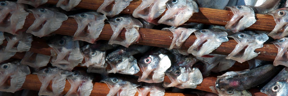 Eulachon in the Kemano and Nearby Rivers - ESSA